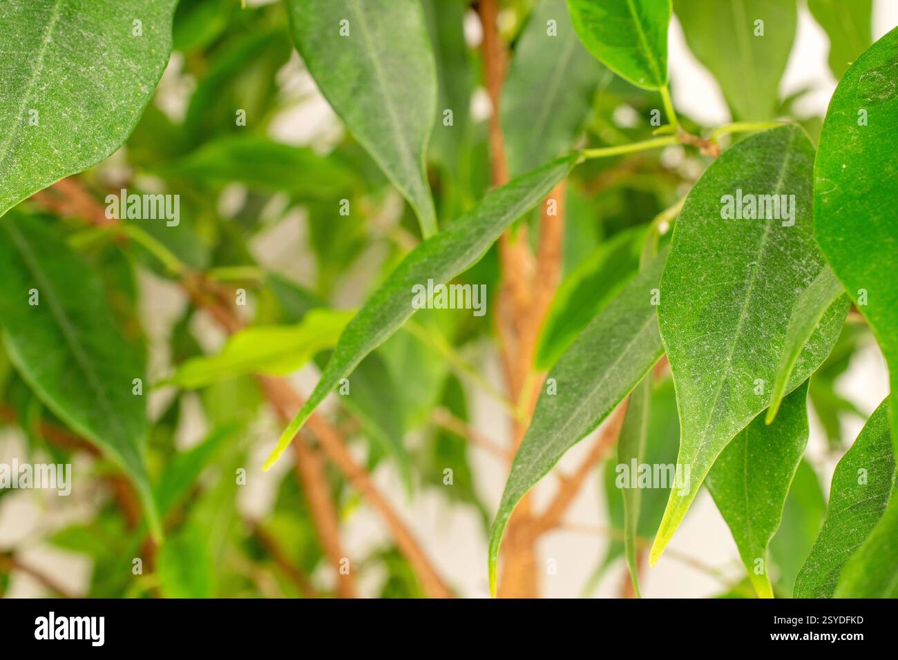 Leaves ficus benjamina plant hi-res stock photography and images - Alamy