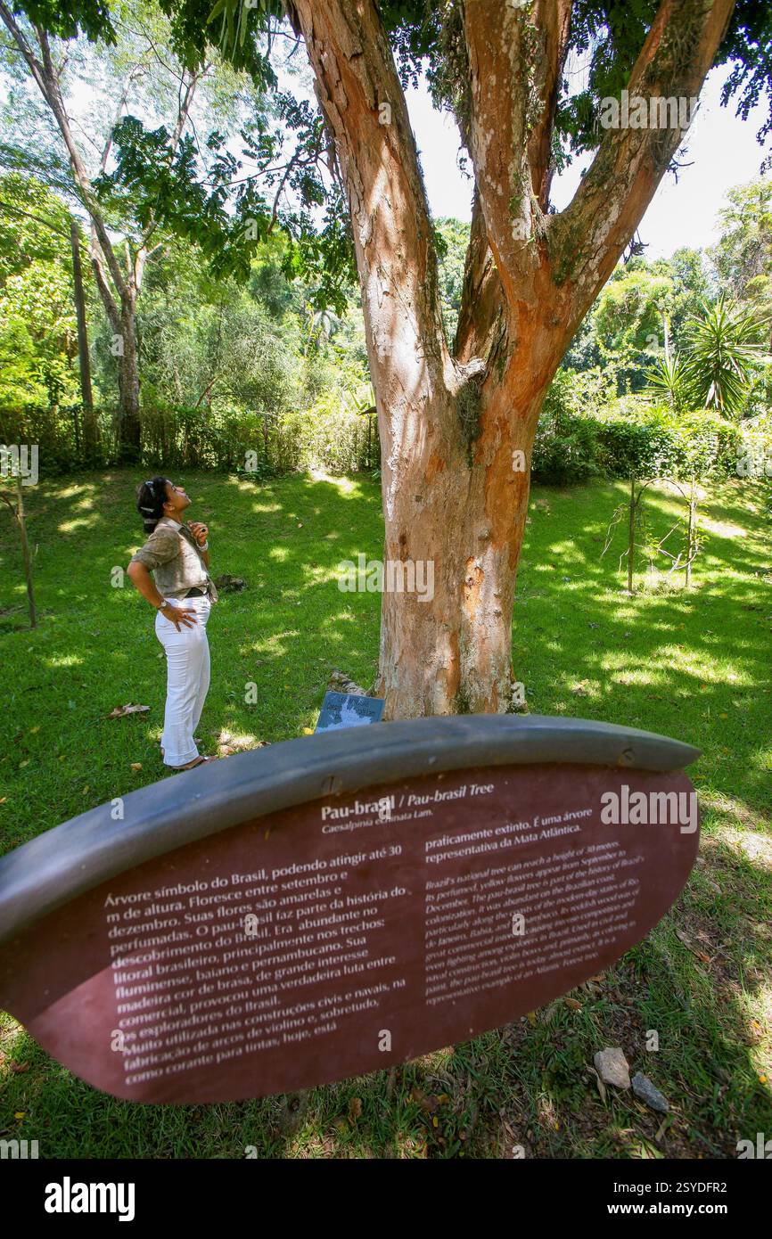 Brazil, in the botanical garden of Rio de Janeiro stands the Pau-Brasil ...