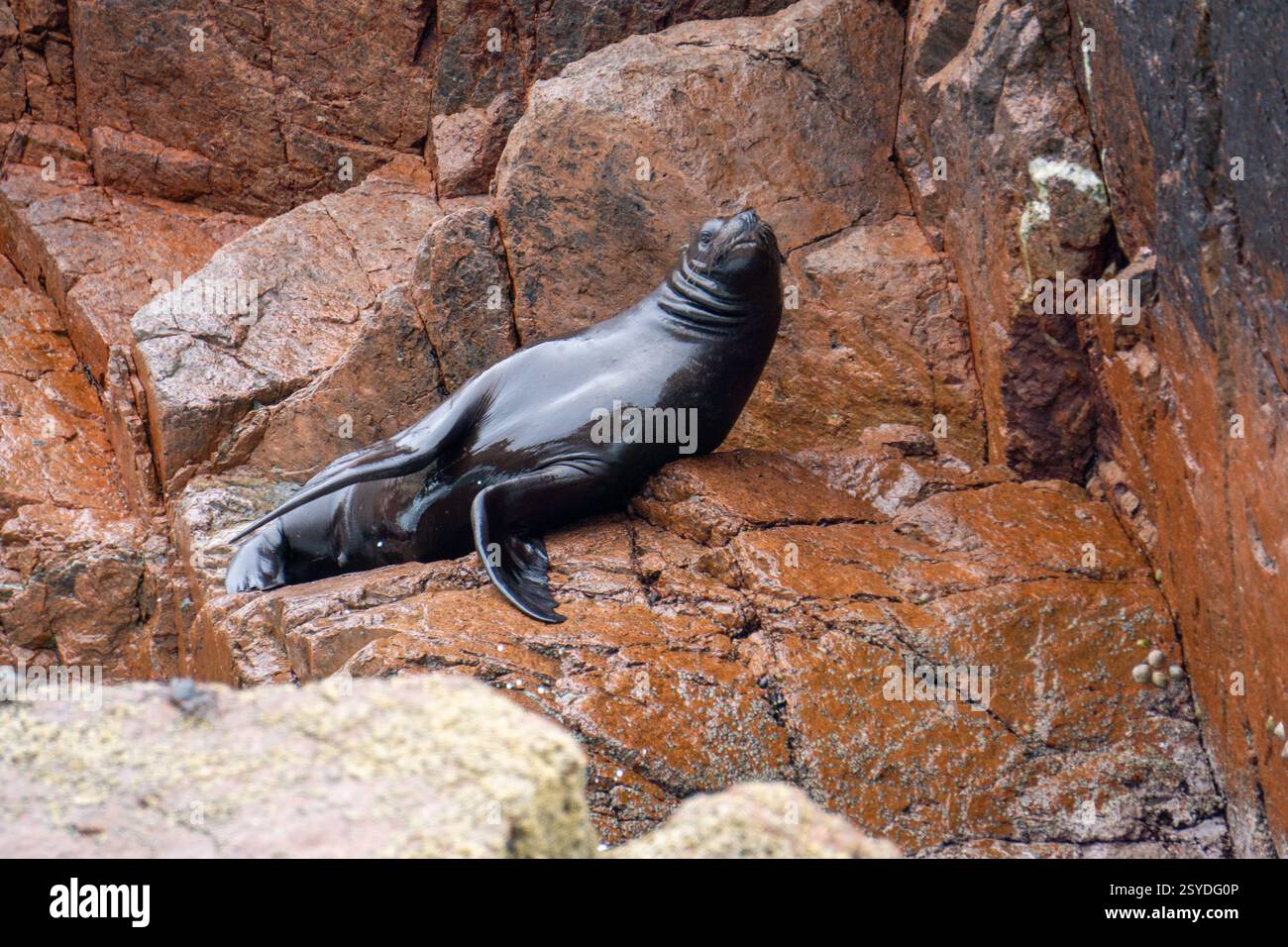 Otaria flavescens Habitat on Ballestas Islands in Paracas Peru Stock ...