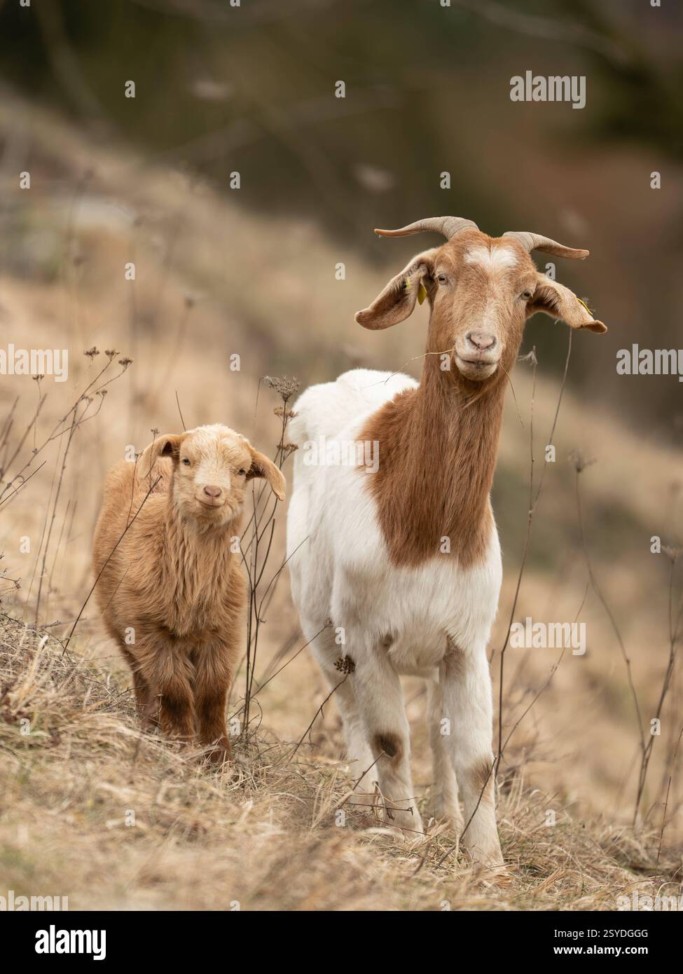 Eine Ziege und ihr Junges stehen auf einer Weide bei Rottweil. Rottweil ...