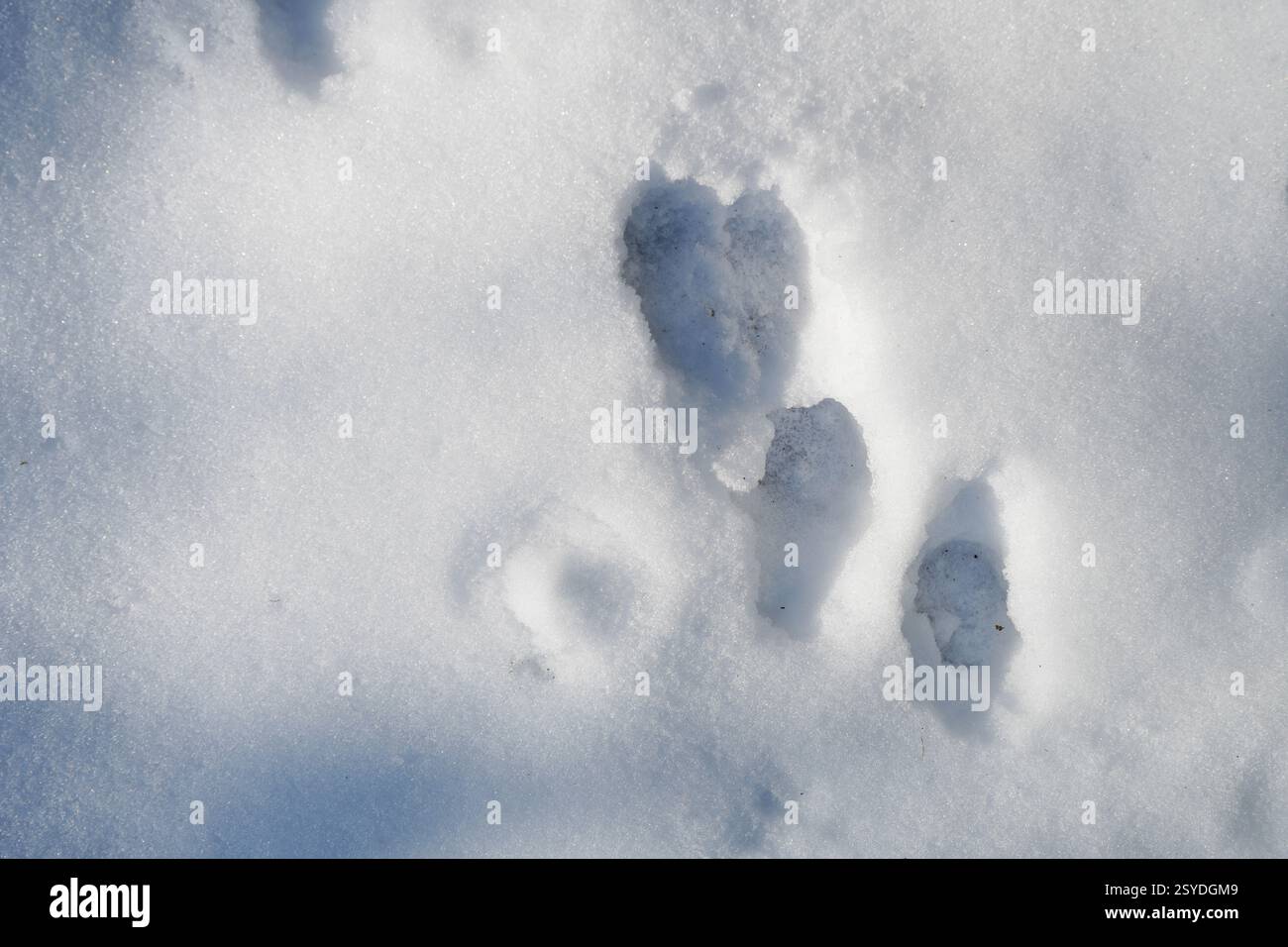 Cat wet footprint hi-res stock photography and images - Alamy