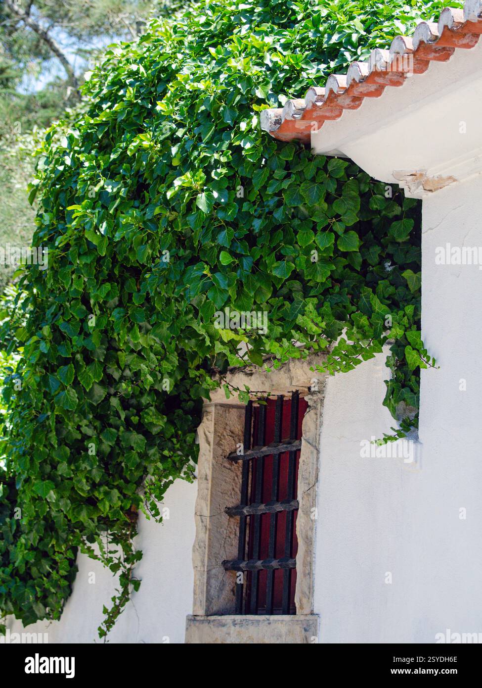 Vine hanging from the beautiful roof Stock Photo - Alamy