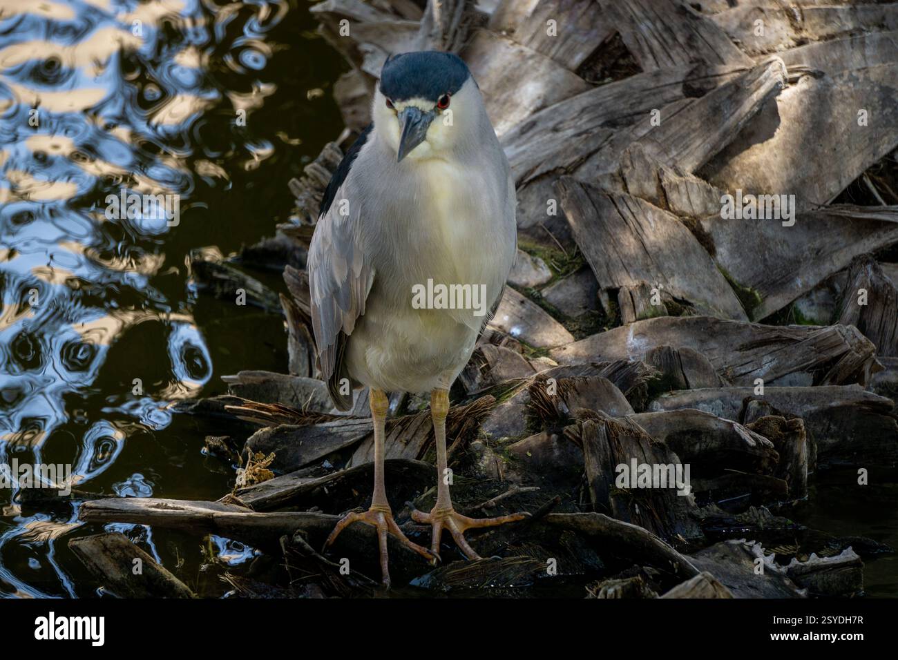 Oasis huacachina night surrounded hi-res stock photography and images ...