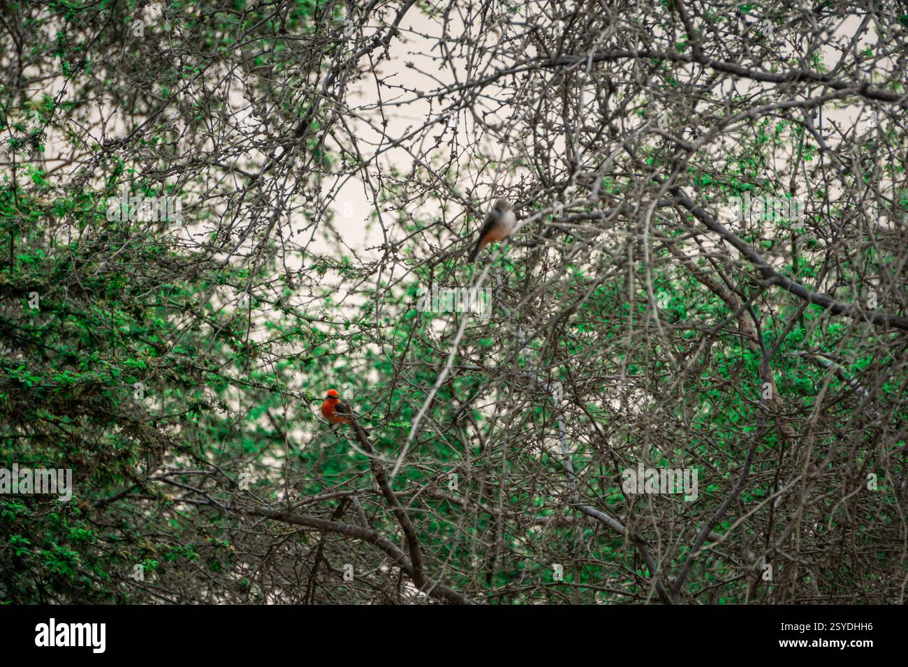 A vibrant vermilion flycatcher Pyrocephalus rubinus perched on a branch ...