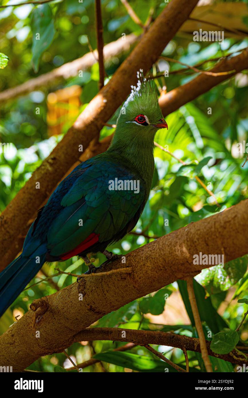 Beautiful green turaco in hi-res stock photography and images - Alamy