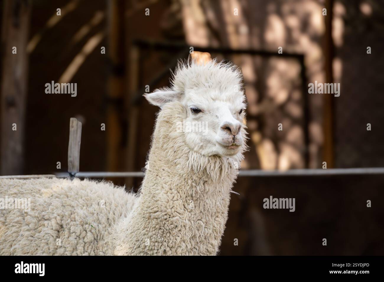 Close up portrait of an alpaca head showing detailed fur and expressive ...