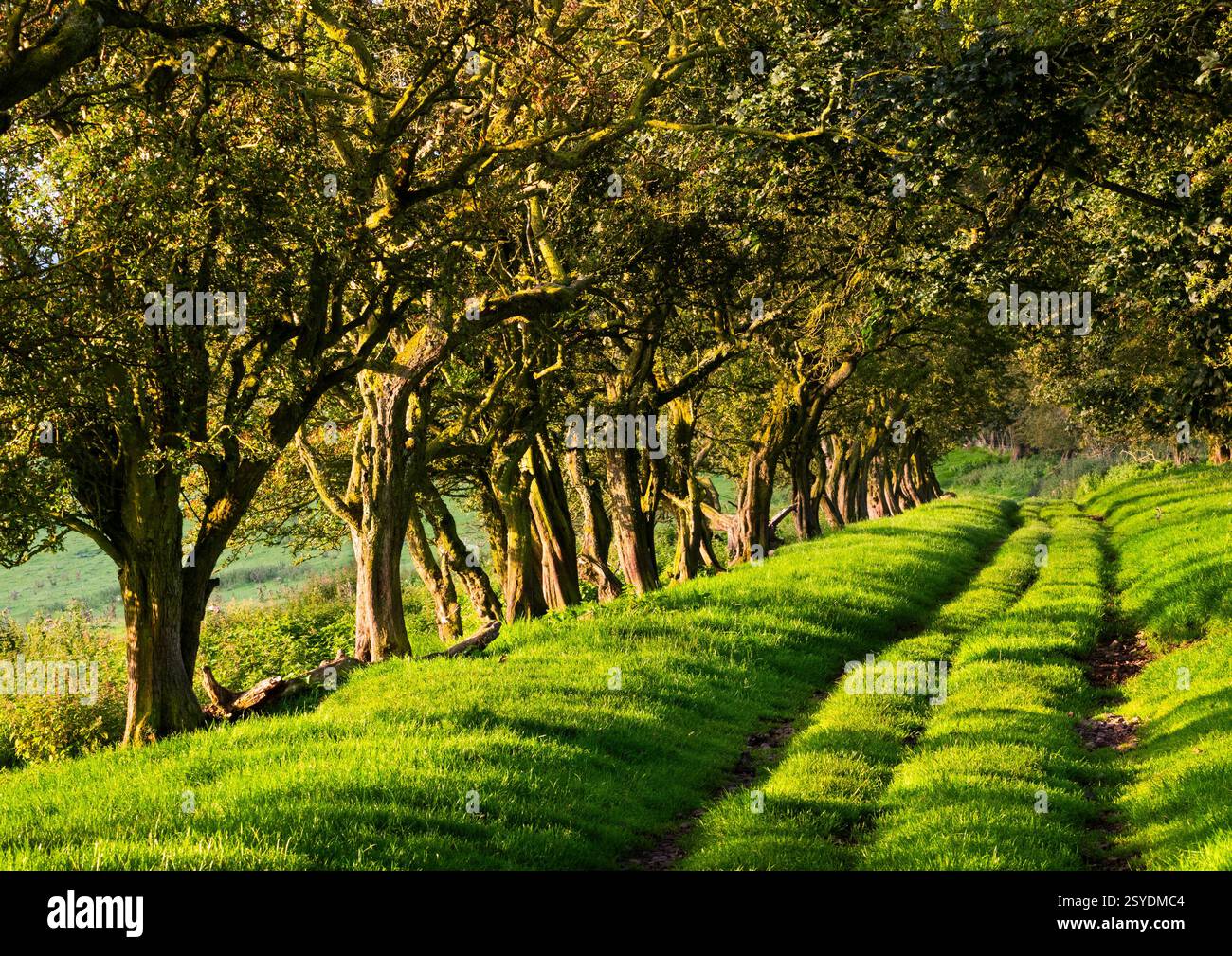 Drovers road hi-res stock photography and images - Alamy