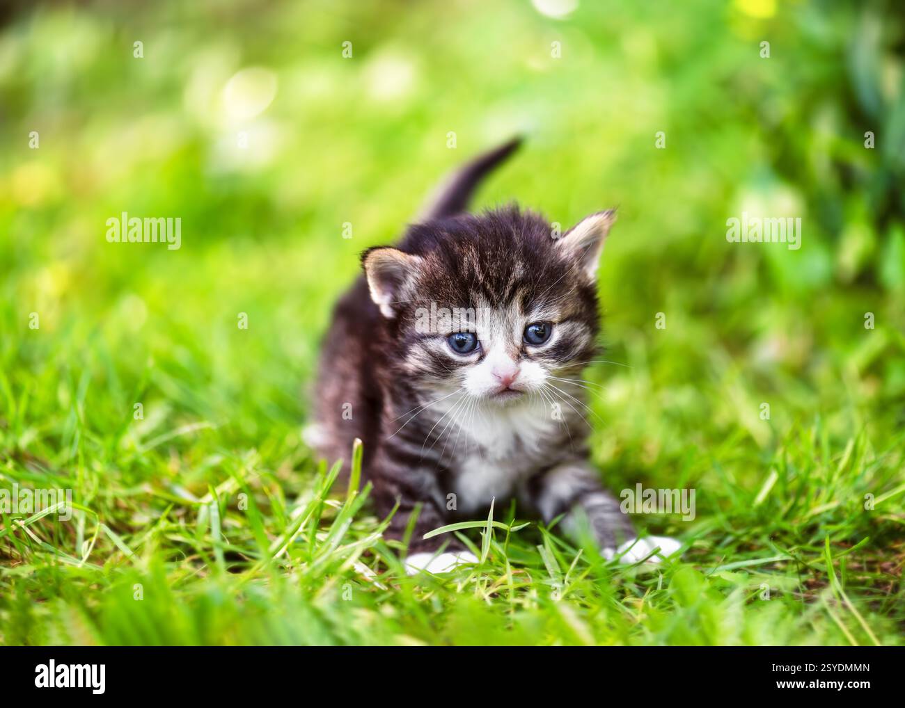 Little funny kitten with blue eyes, two weeks old, walking in the grass ...