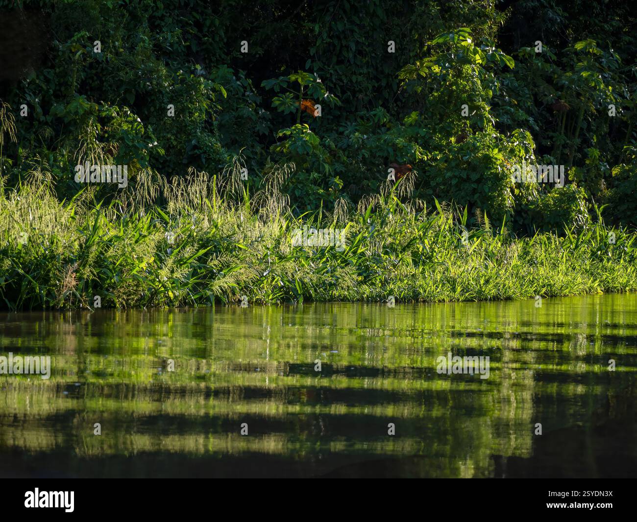 Beautiful reflection of the Amazon rainforest on the water of a branch ...