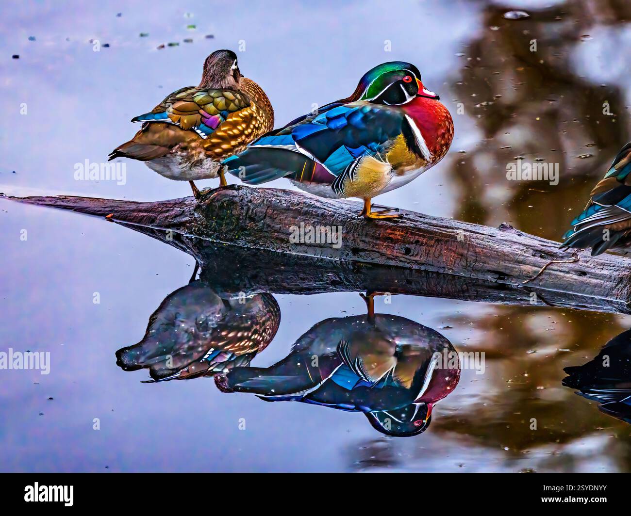 Colorful Male Female Wood Ducks Carolina Ducks Aix Sponsa Reflection ...
