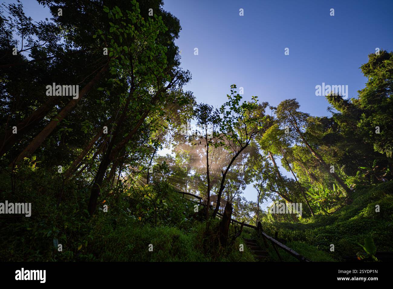 Golden sunlight streams through a dense forest canopy, casting dramatic ...