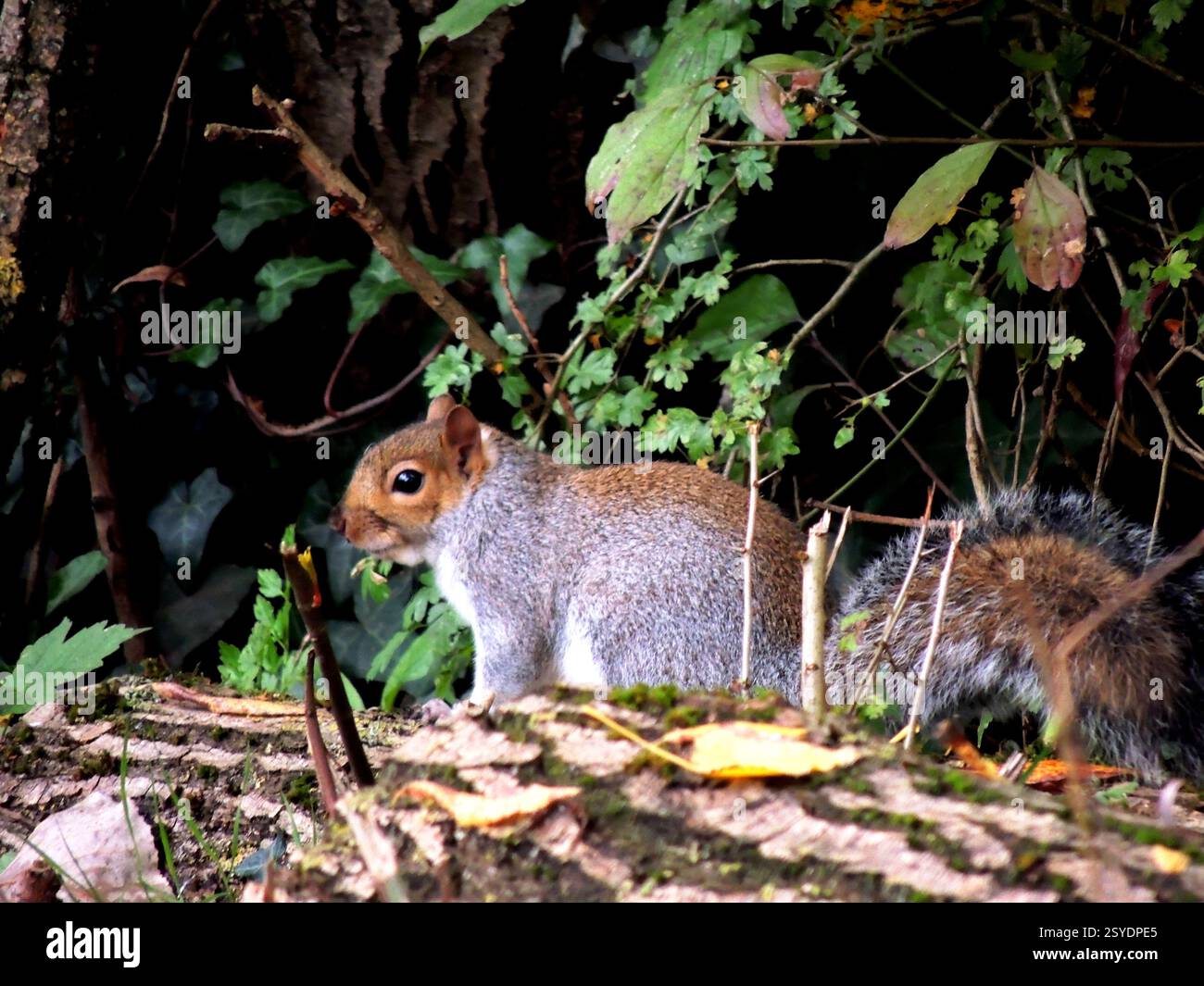 Red and grey squirrels wales hi-res stock photography and images - Alamy