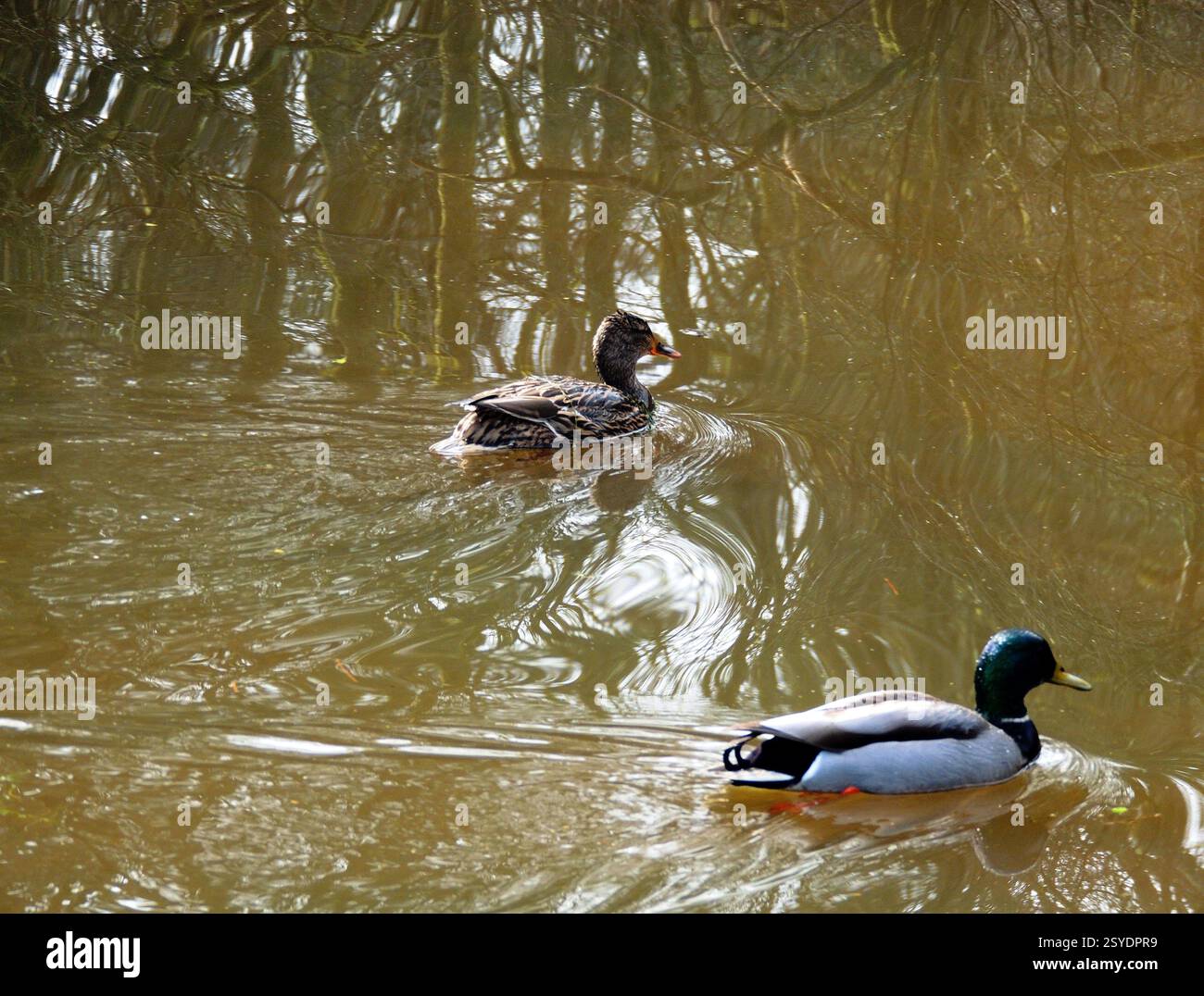 Forest of dean birds hi-res stock photography and images - Alamy