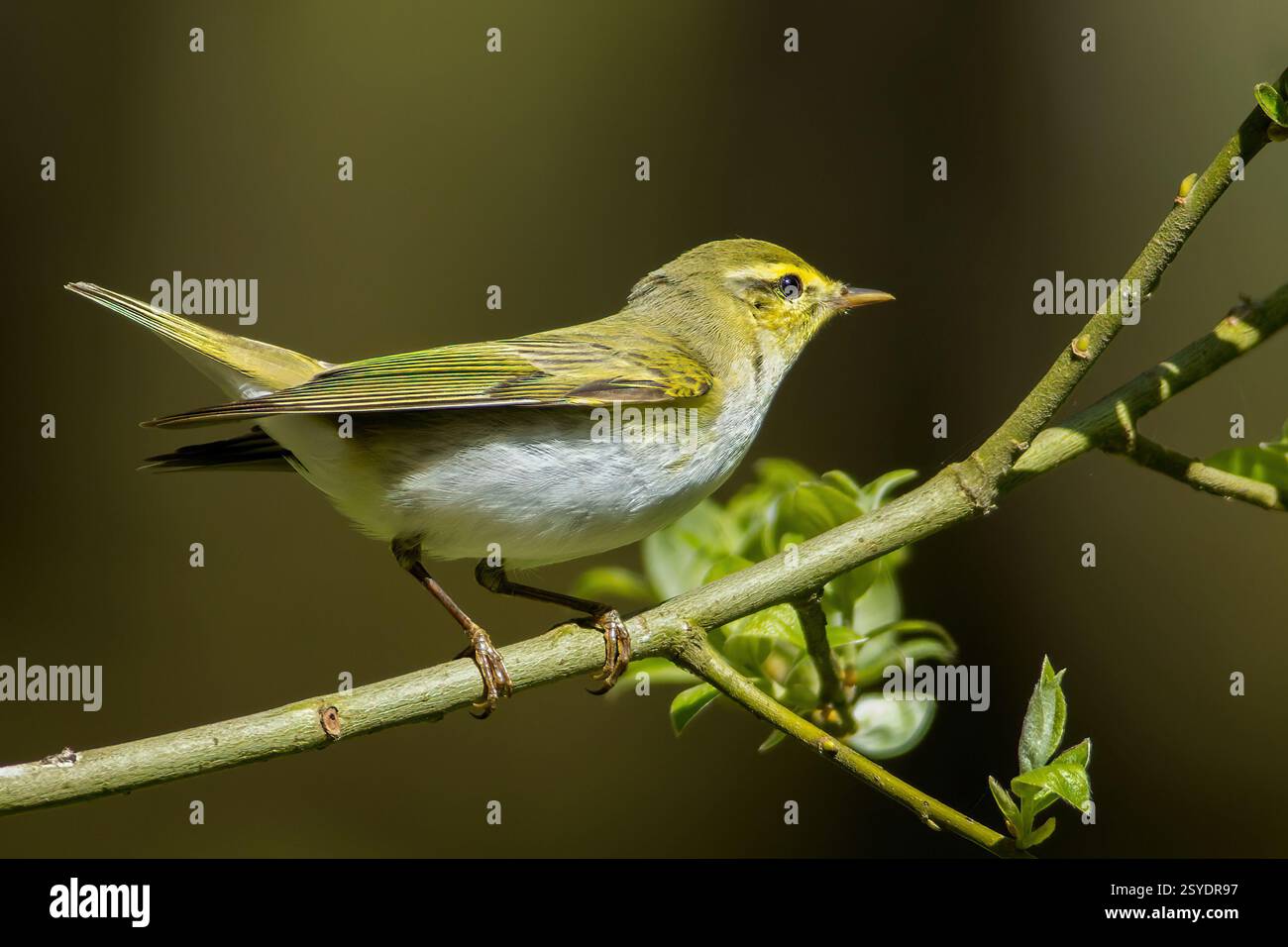 The wood warbler (Phylloscopus sibilatrix Stock Photo - Alamy