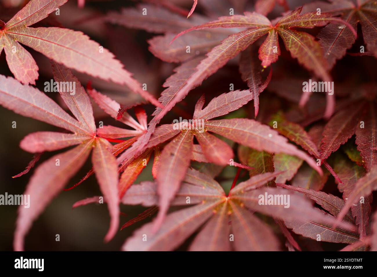 Close-up photo of multiple overlapping Japanese Maple (Acer palmatum ...