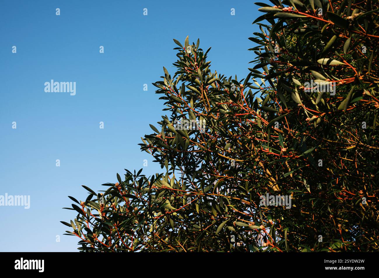 Australian pepperberry hi-res stock photography and images - Alamy