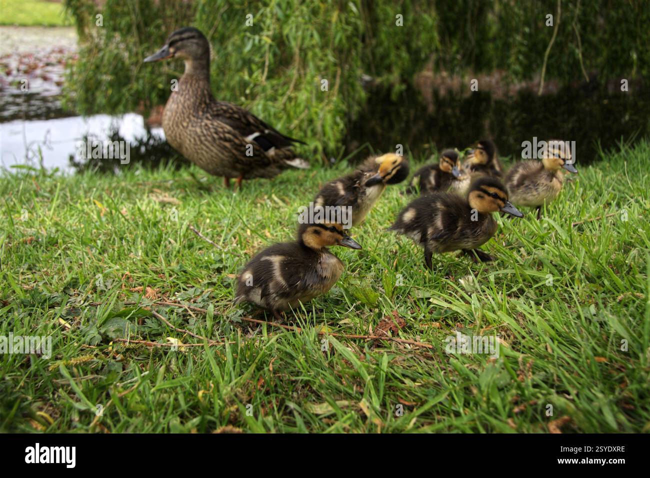 Ducklings exploring grassy bank near mother duck Stock Photo - Alamy