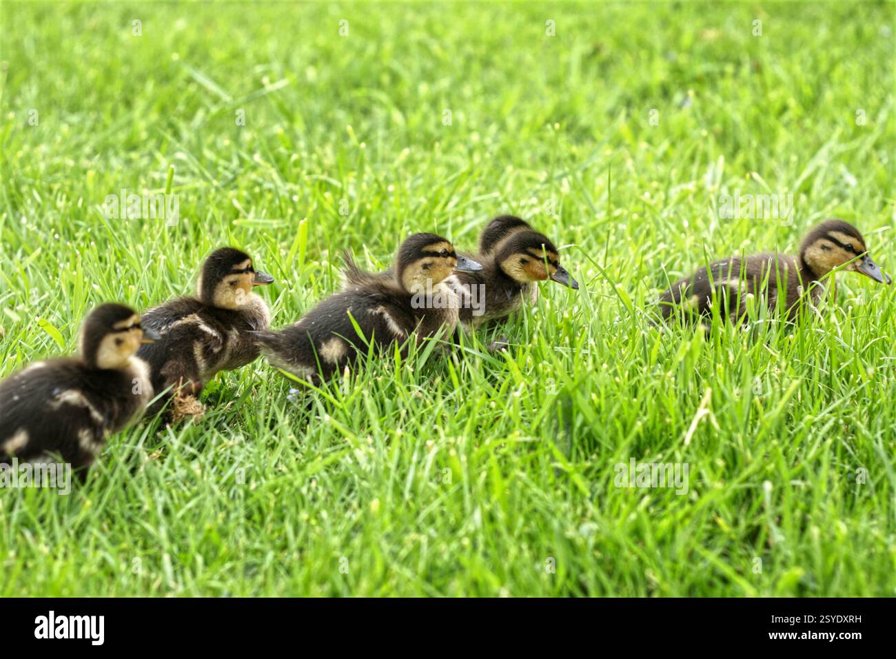 Line of brown and yellow ducklings marching through green grass Stock ...