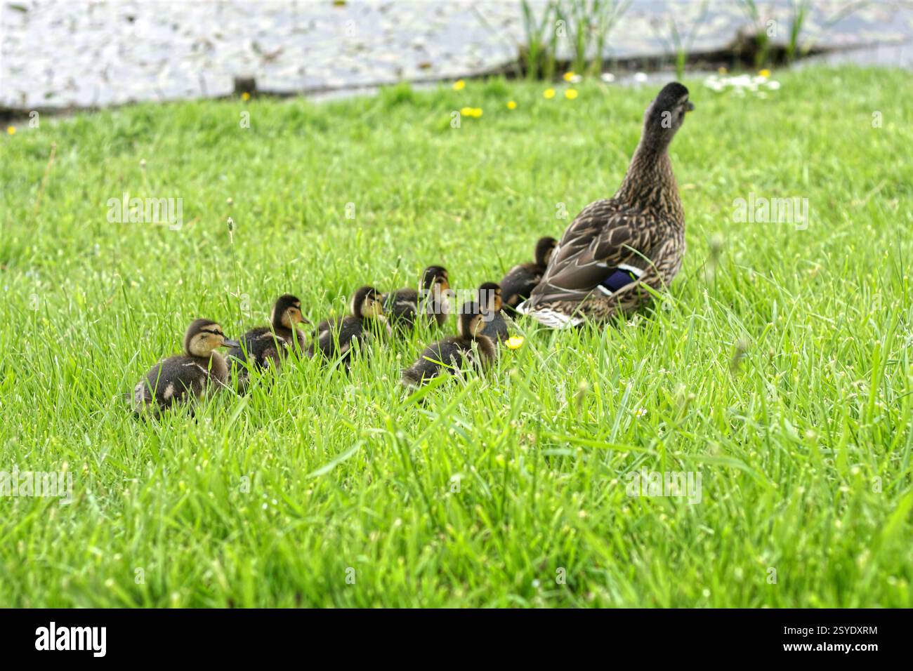 Baby ducklings following mother duck through grass to pond Stock Photo ...