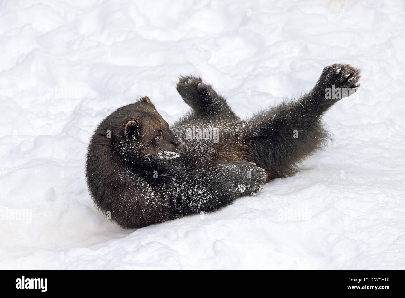 Wolverine glutton carcajou gulo gulo hi-res stock photography and ...