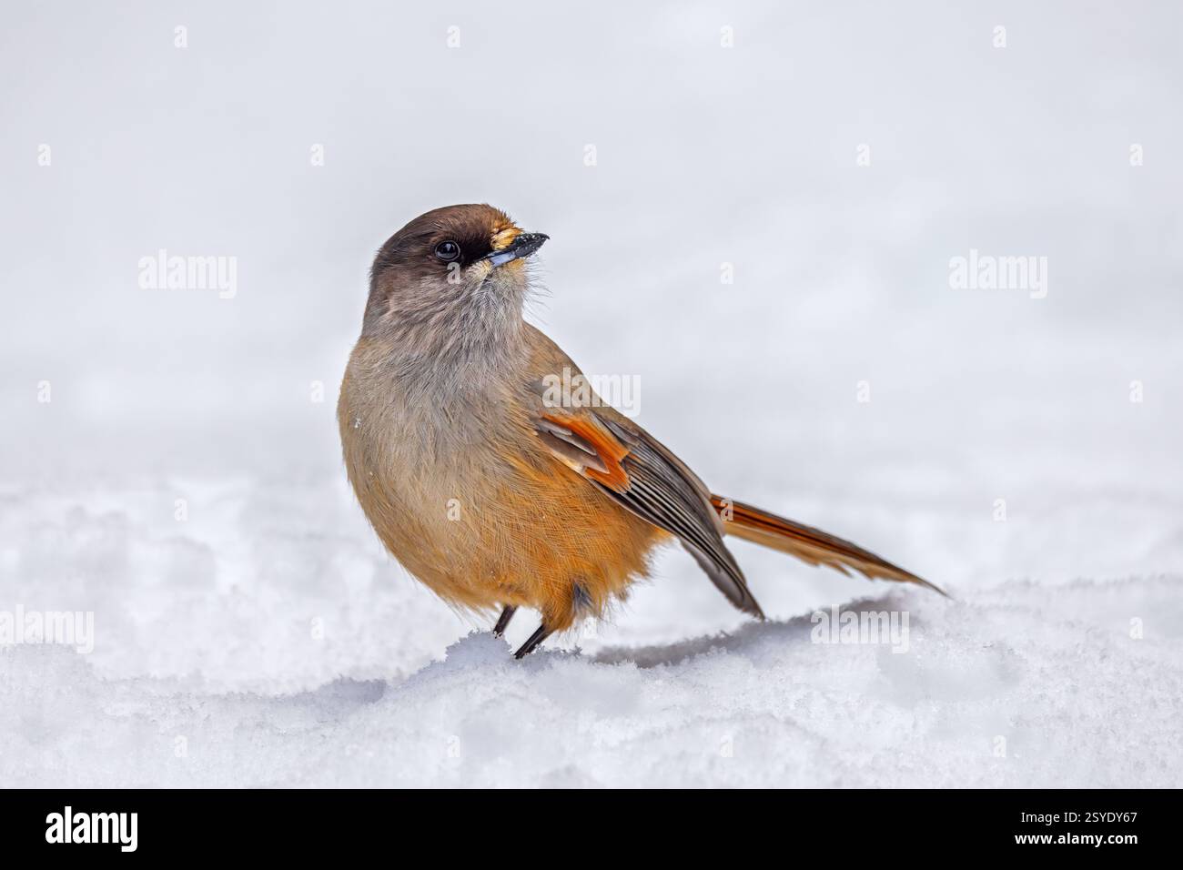 Siberian jay (Perisoreus infaustus / Corvus infaustus) foraging on snow ...