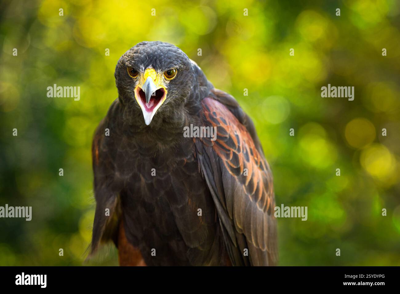 Harris Hawk (Parabuteo unicinctus) Stares Straight Out Beak Open Green ...
