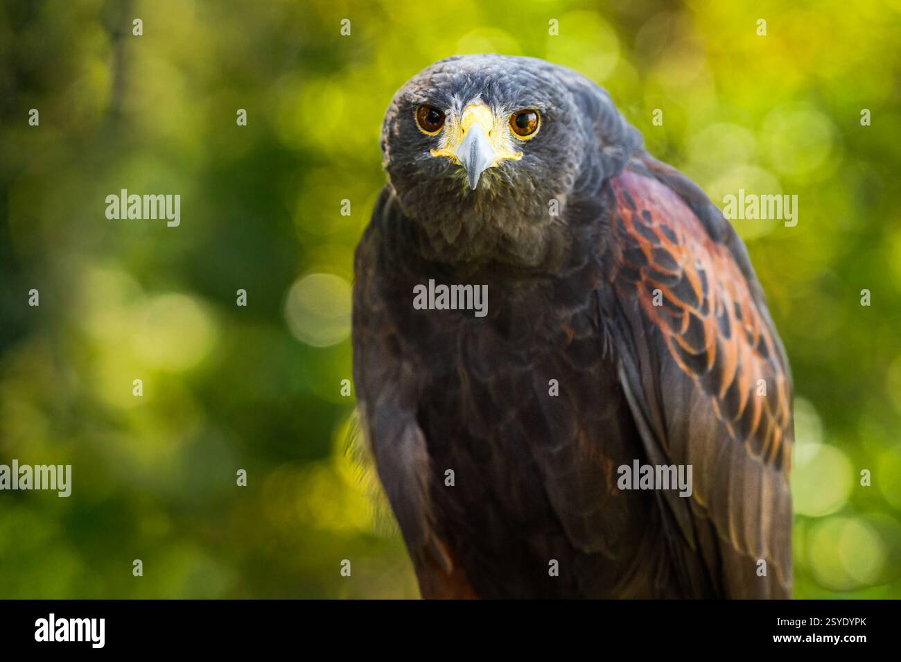 Harris Hawk (Parabuteo unicinctus) Stares Straight Out Green Speckled ...