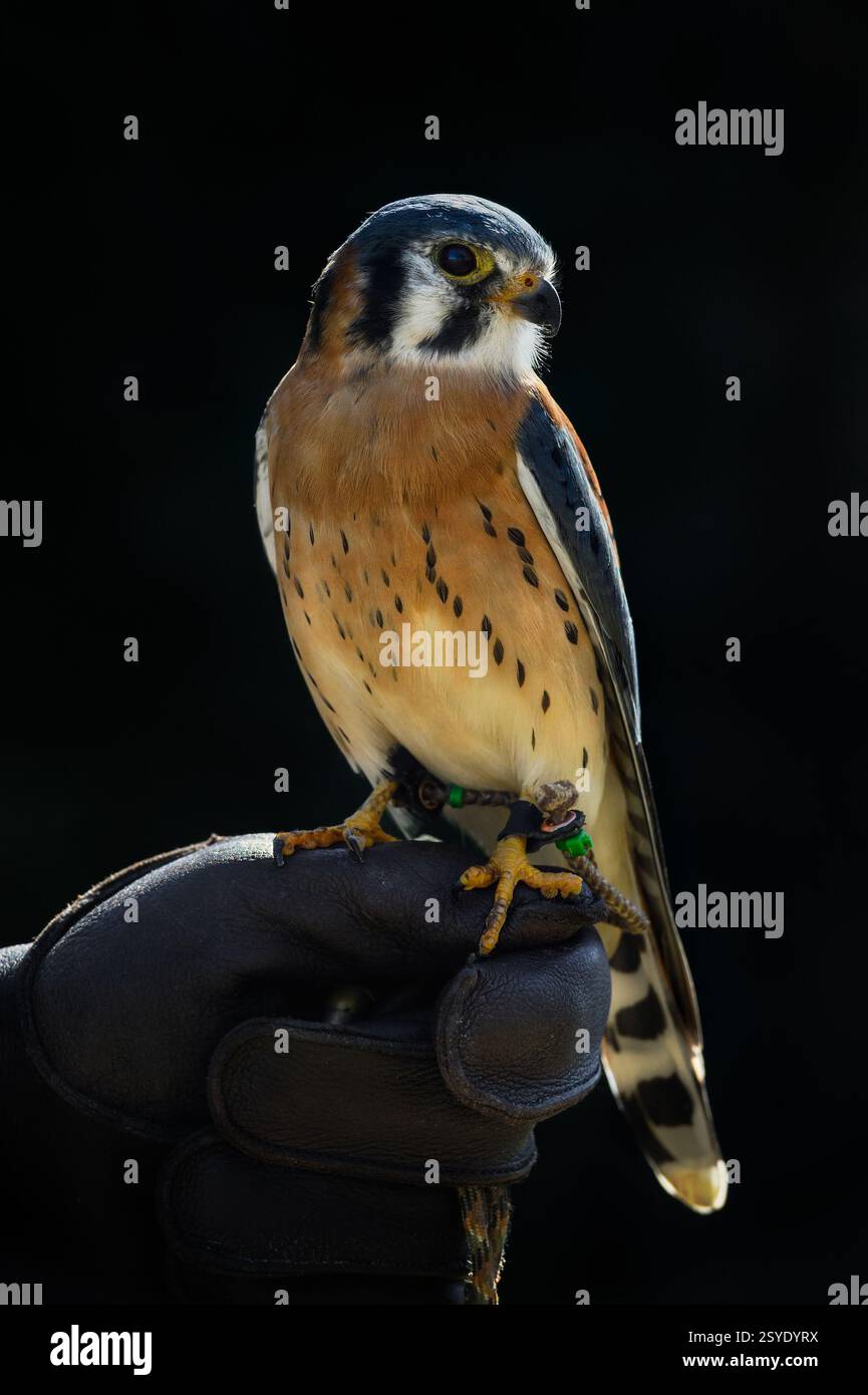 American Kestrel (Falco sparverius) Perches on Fist of Handler Looking ...