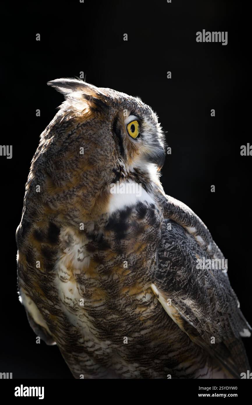 Great Horned Owl (Bubo virginianus) Looks Right Head Tufts Back ...