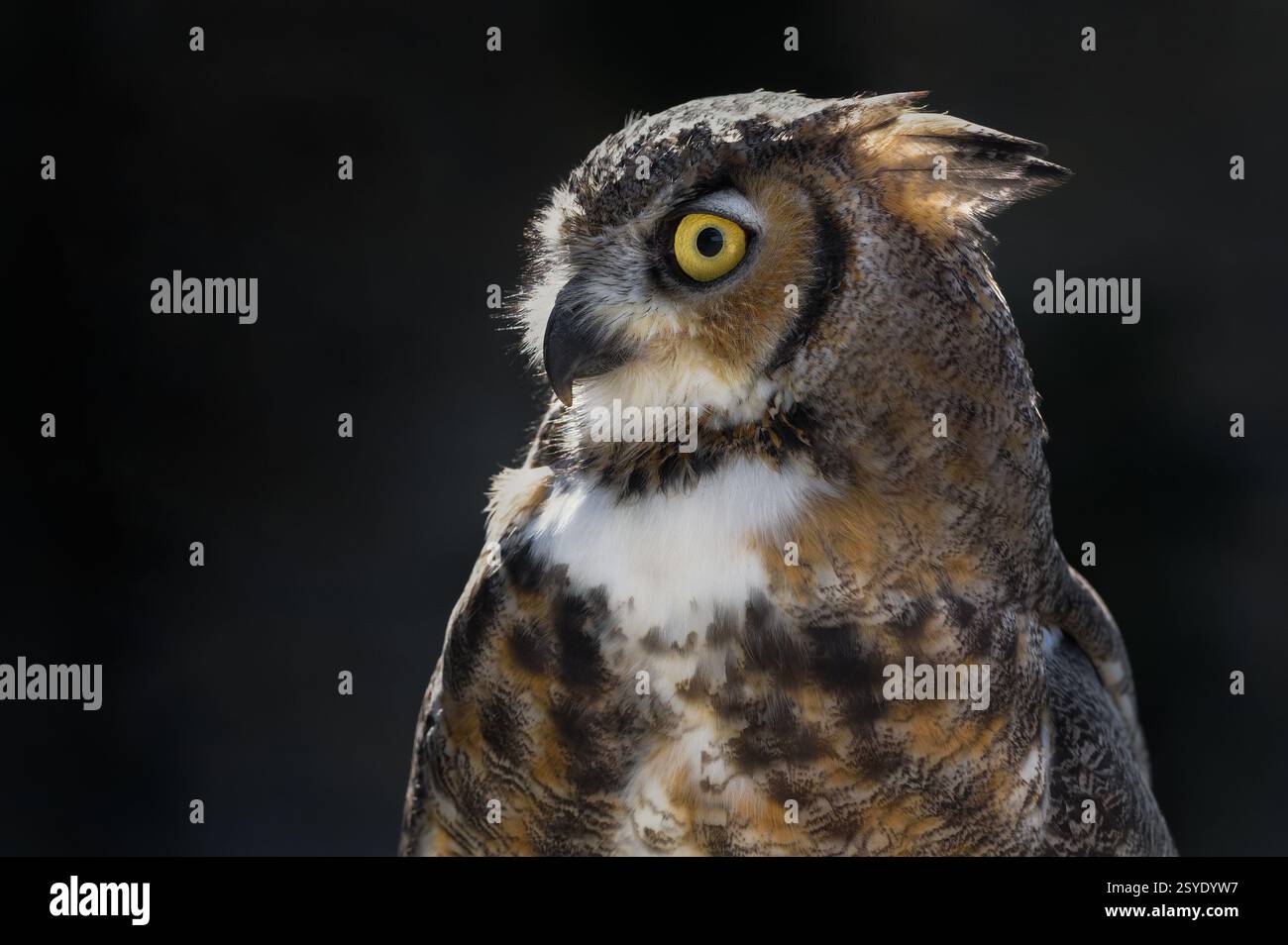 Great Horned Owl (Bubo virginianus) Looks to Left Head Tufts Back ...