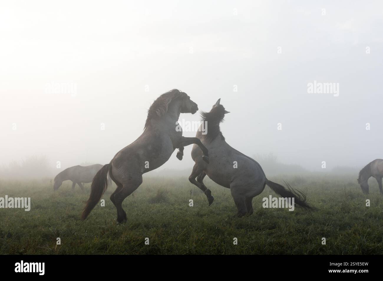 Stallions fight at the dawn in mist Stock Photo - Alamy