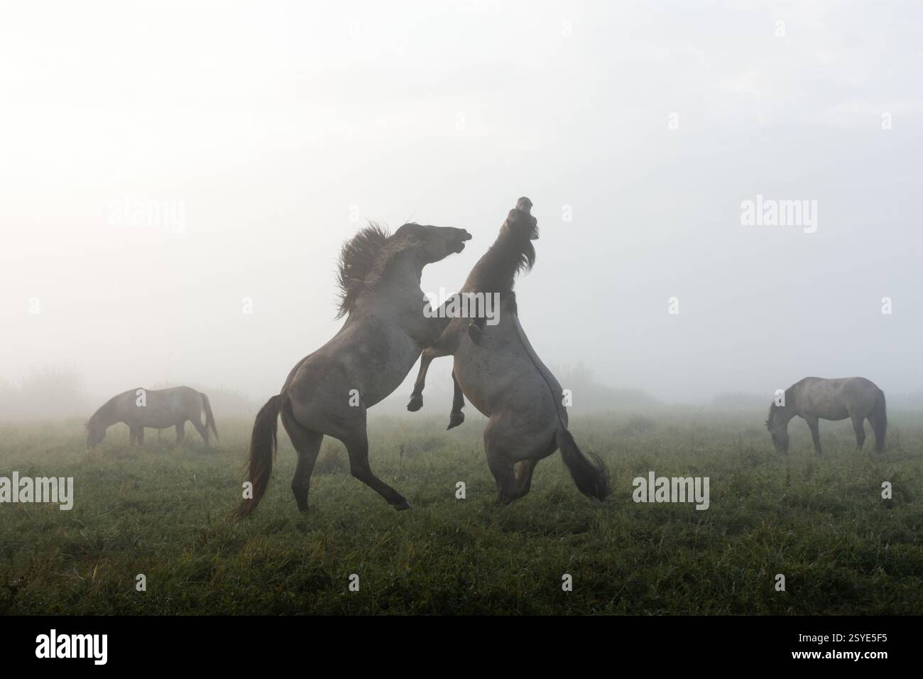 Stallions fight at the dawn in mist Stock Photo - Alamy
