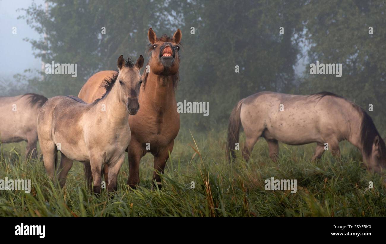 Funny smiling horse with its foal Stock Photo - Alamy