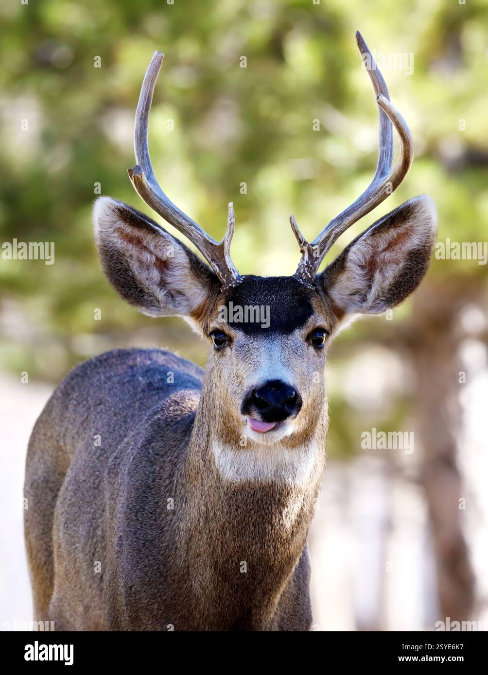 Young buck with his tongue out Stock Photo - Alamy