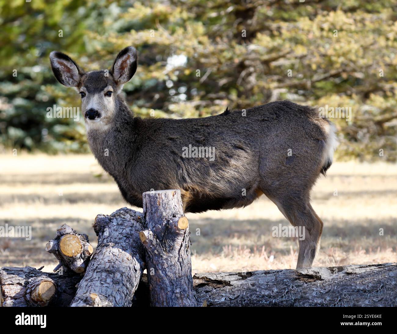 Beautiful animals in nature hi-res stock photography and images - Alamy