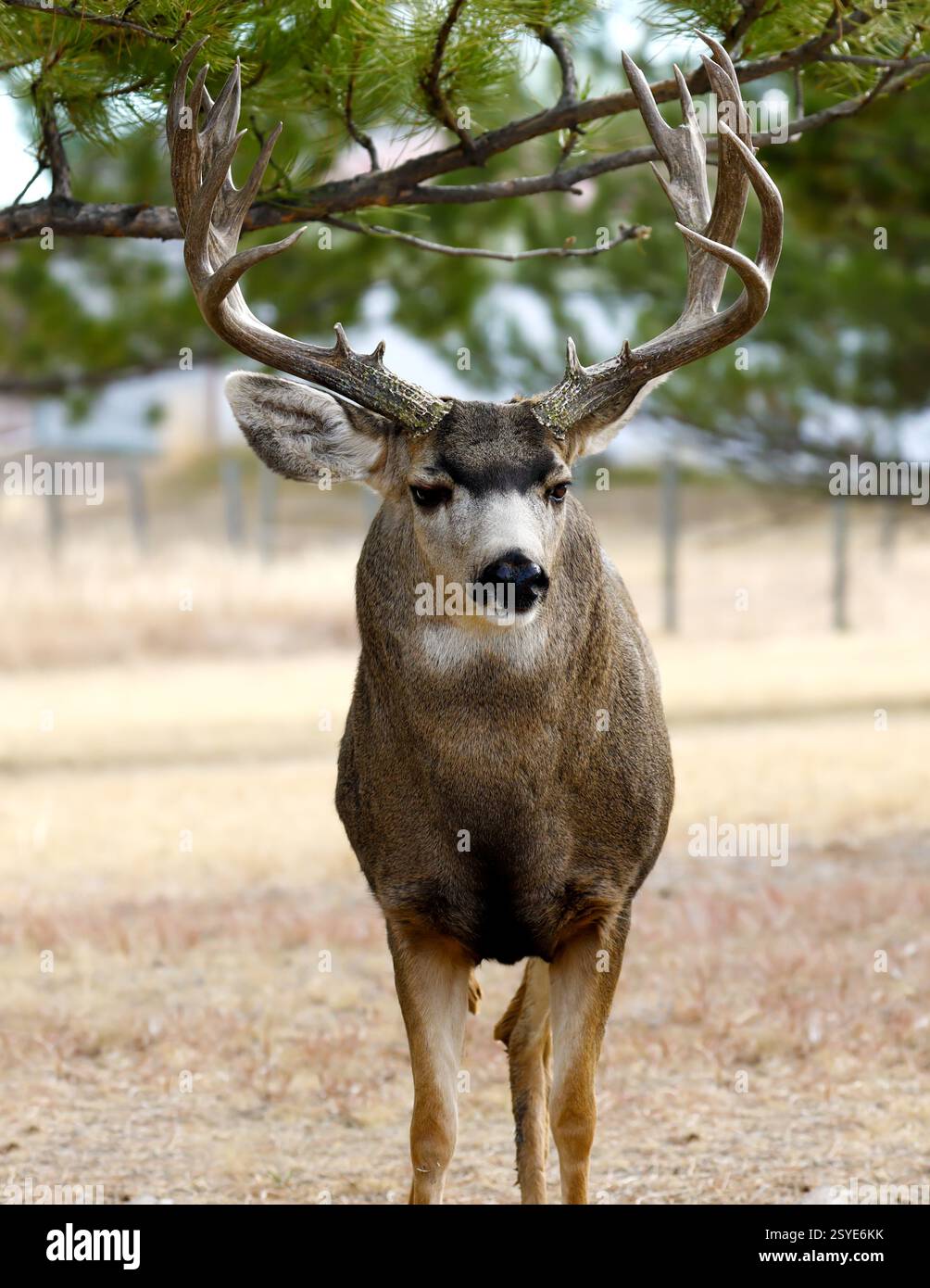 Beautiful shots hi-res stock photography and images - Alamy