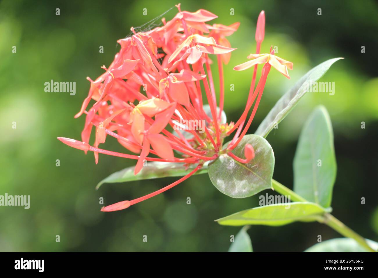 FLORA Y FAUNA Stock Photo - Alamy