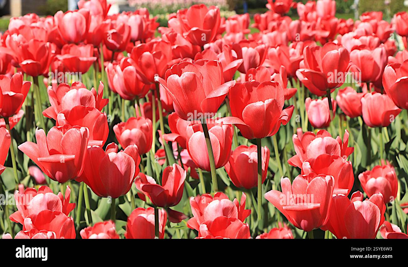 Abstract floral background, banner. Delicate Dutch tulip flowers in the ...