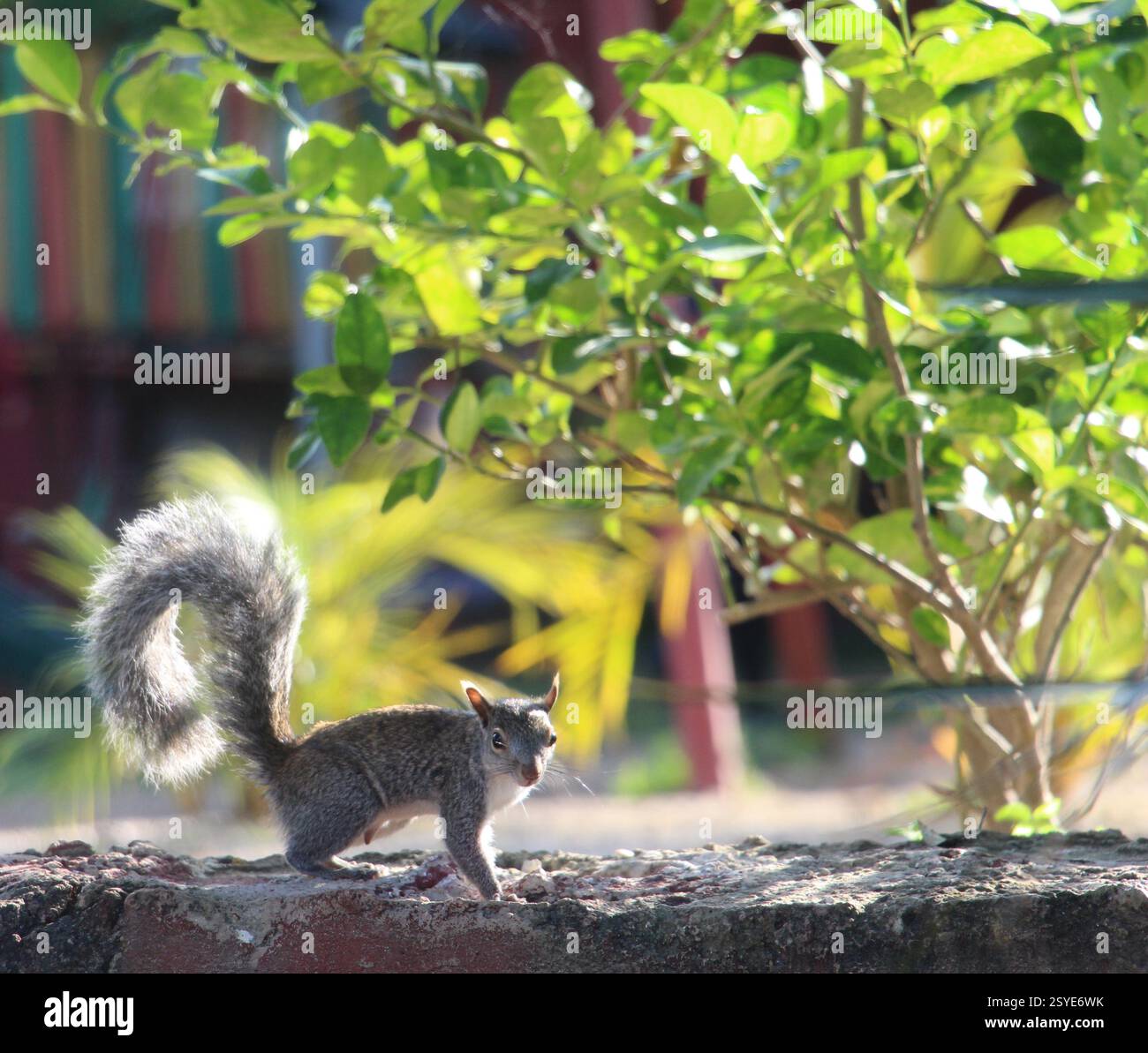 Flora y fauna natural hi-res stock photography and images - Alamy