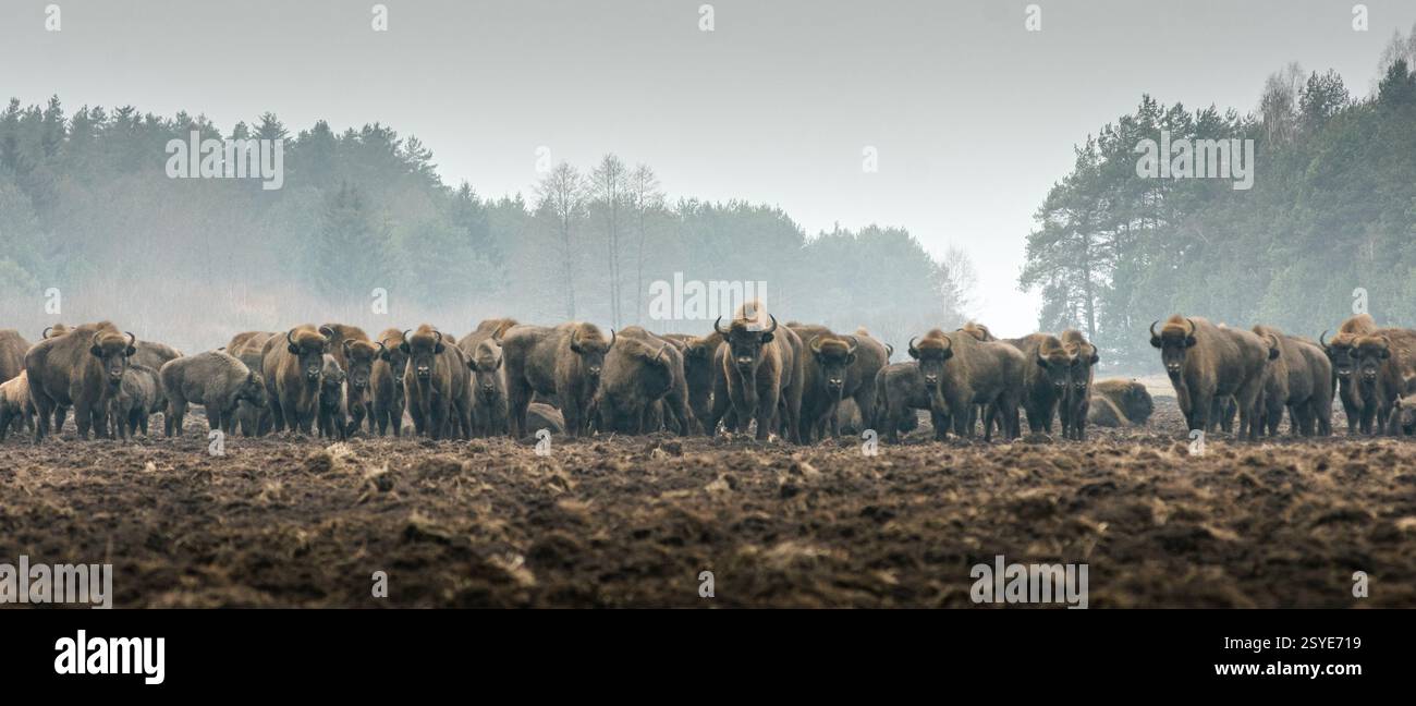 European bison green hi-res stock photography and images - Alamy