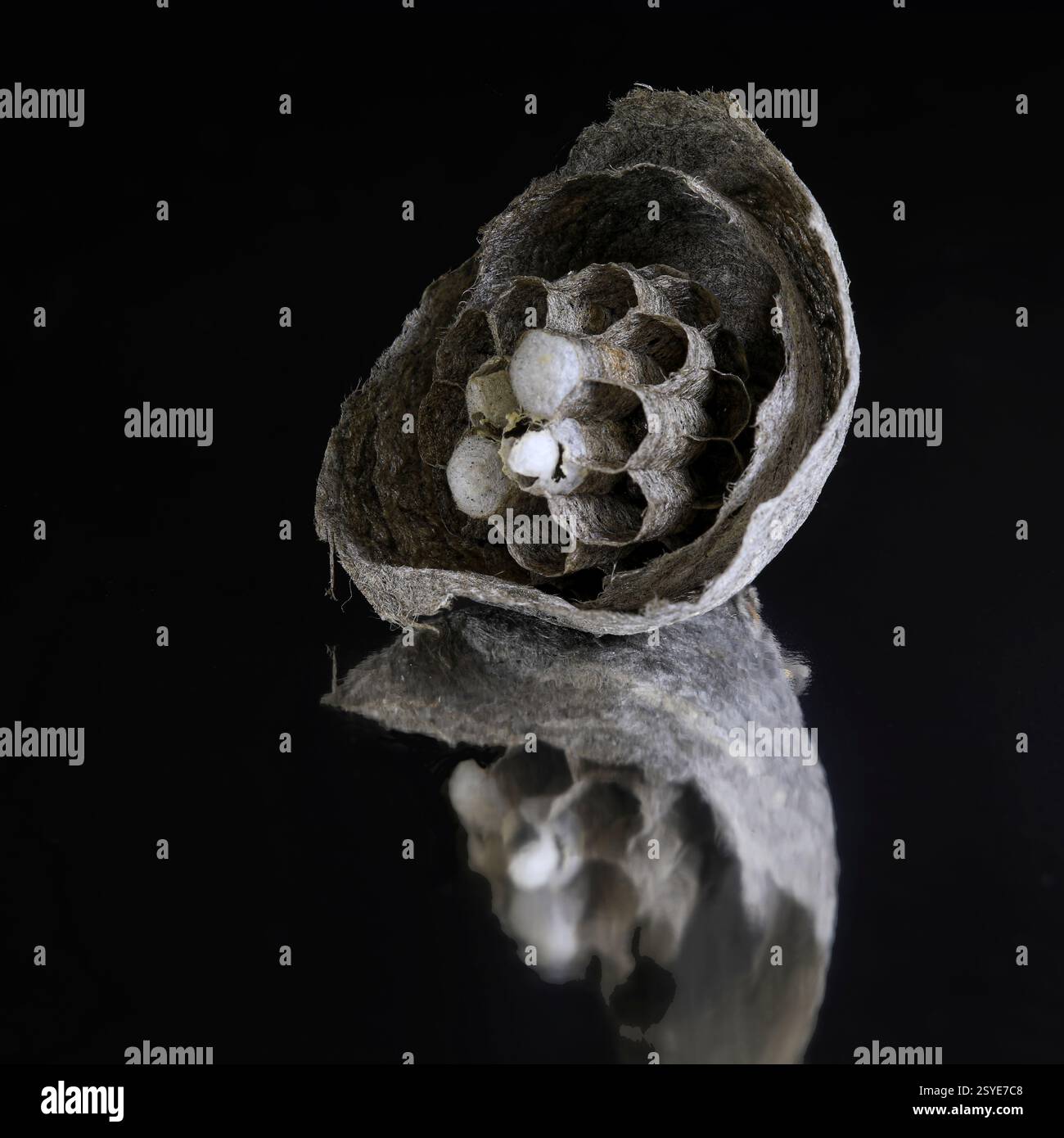 Tiny wasp nest with cocoons Stock Photo - Alamy