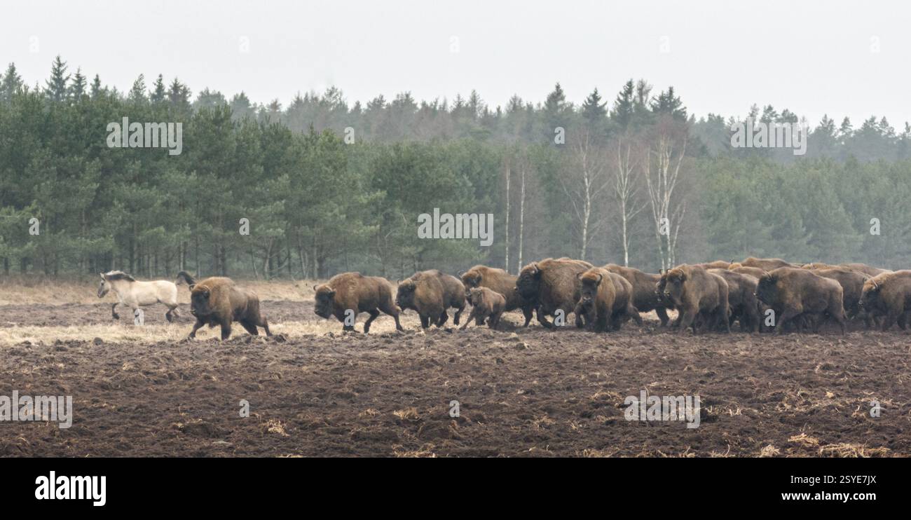 Wild bison running herd bisons hi-res stock photography and images - Alamy