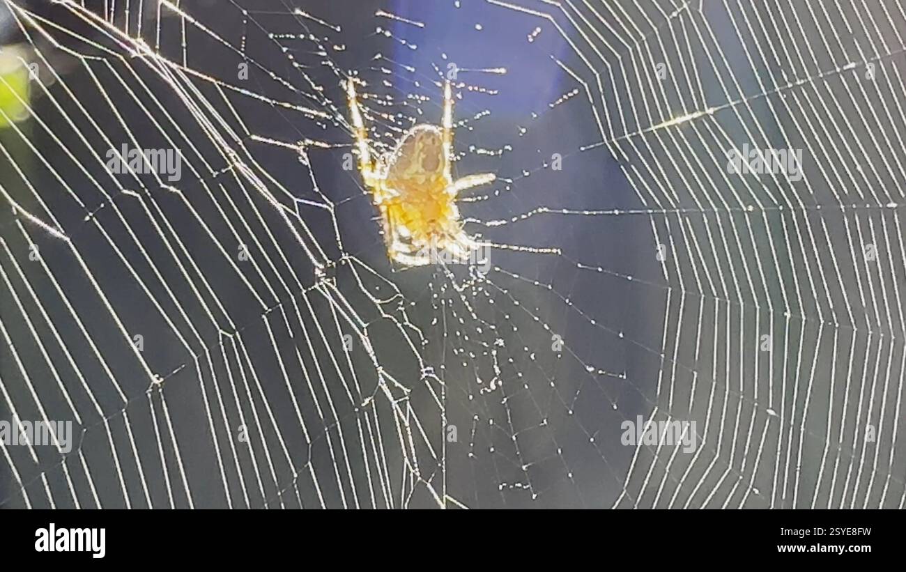 Spiderweb swaying in wind at garden with sunlight at background. Spider ...
