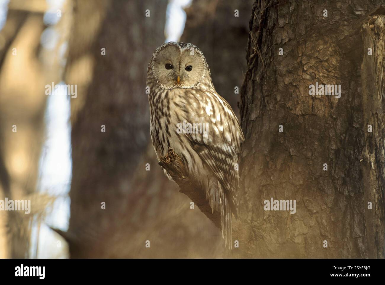 Wild Birds in Korea A Ural Owl is seen at Guryongryeong valley on Inje ...