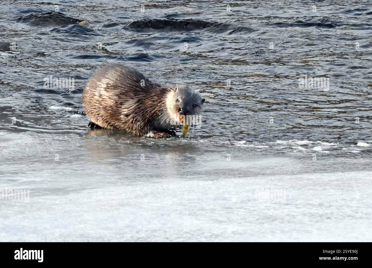 Wild otters in South Korea A wild otter eats at Hongcheon river in Gangwon province, South Korea ...