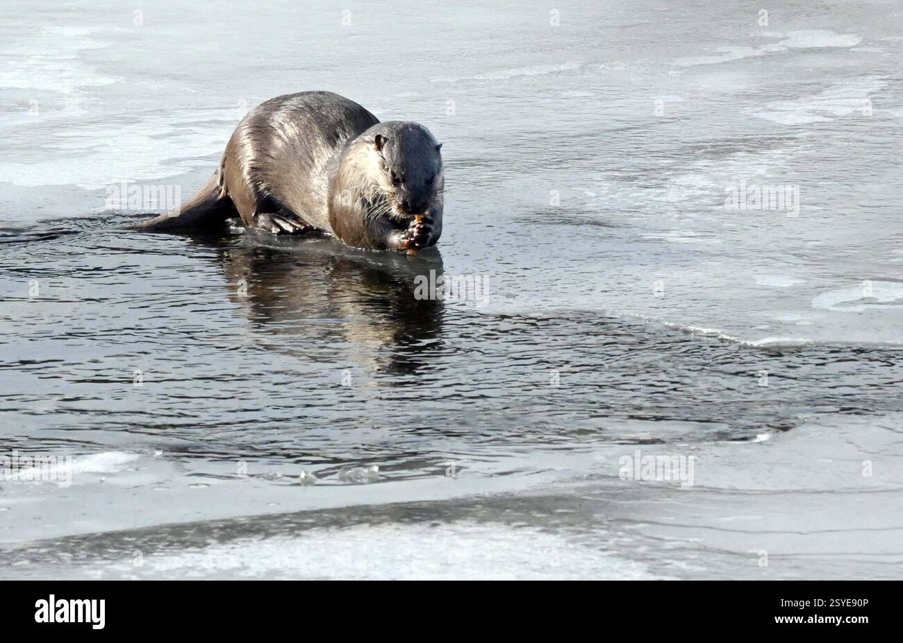 Wild otters in South Korea A wild otter eats at Hongcheon river in Gangwon province, South Korea ...