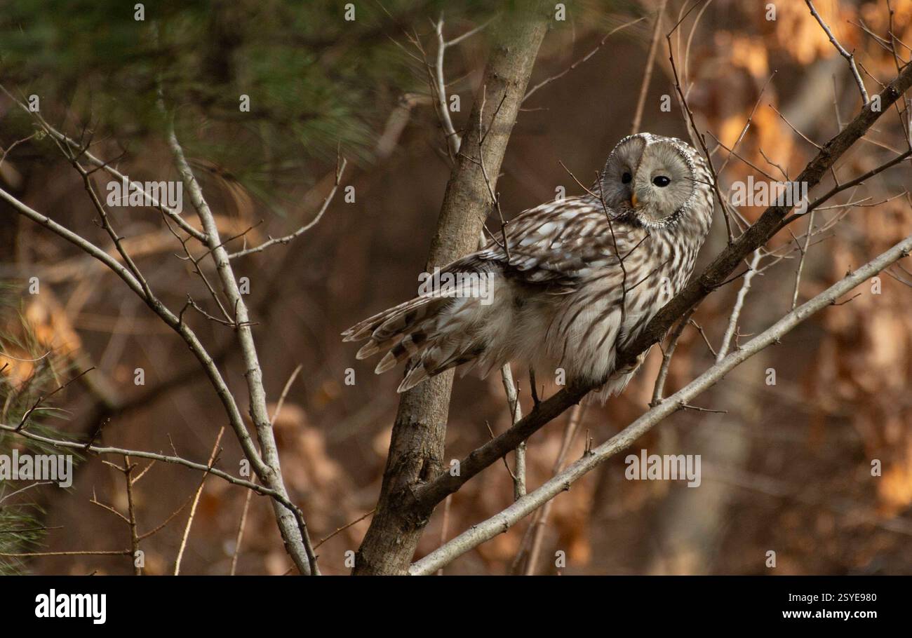 Wild Birds in Korea A Ural Owl is seen at Guryongryeong valley on Inje ...