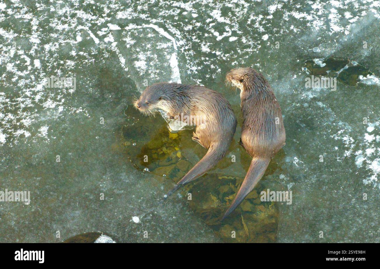 Wild otters in South Korea Wild Otters look for food at Hongcheon river in Gangwon province ...