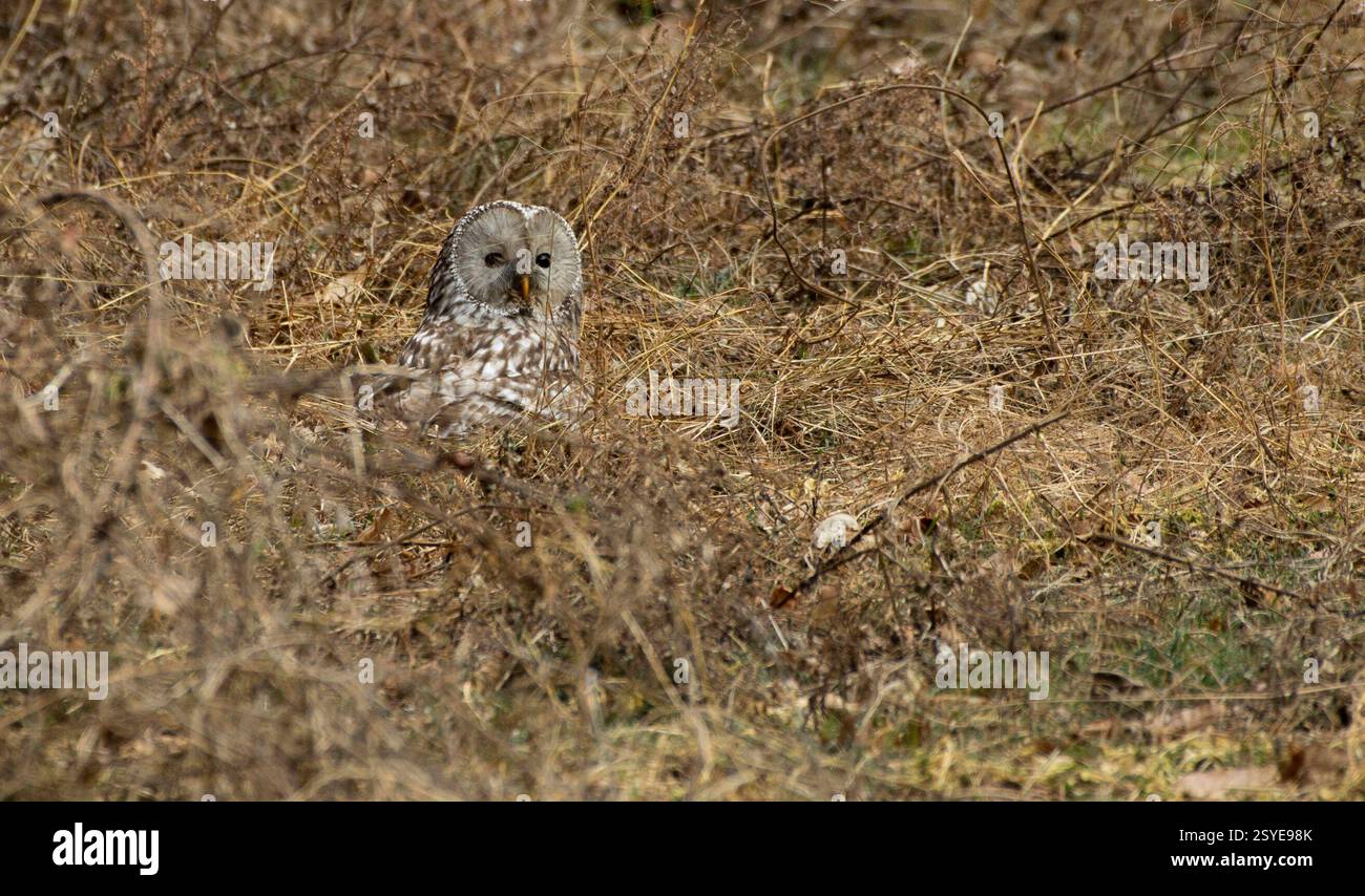 Wild Birds in Korea A Ural Owl is seen at Guryongryeong valley on Inje ...