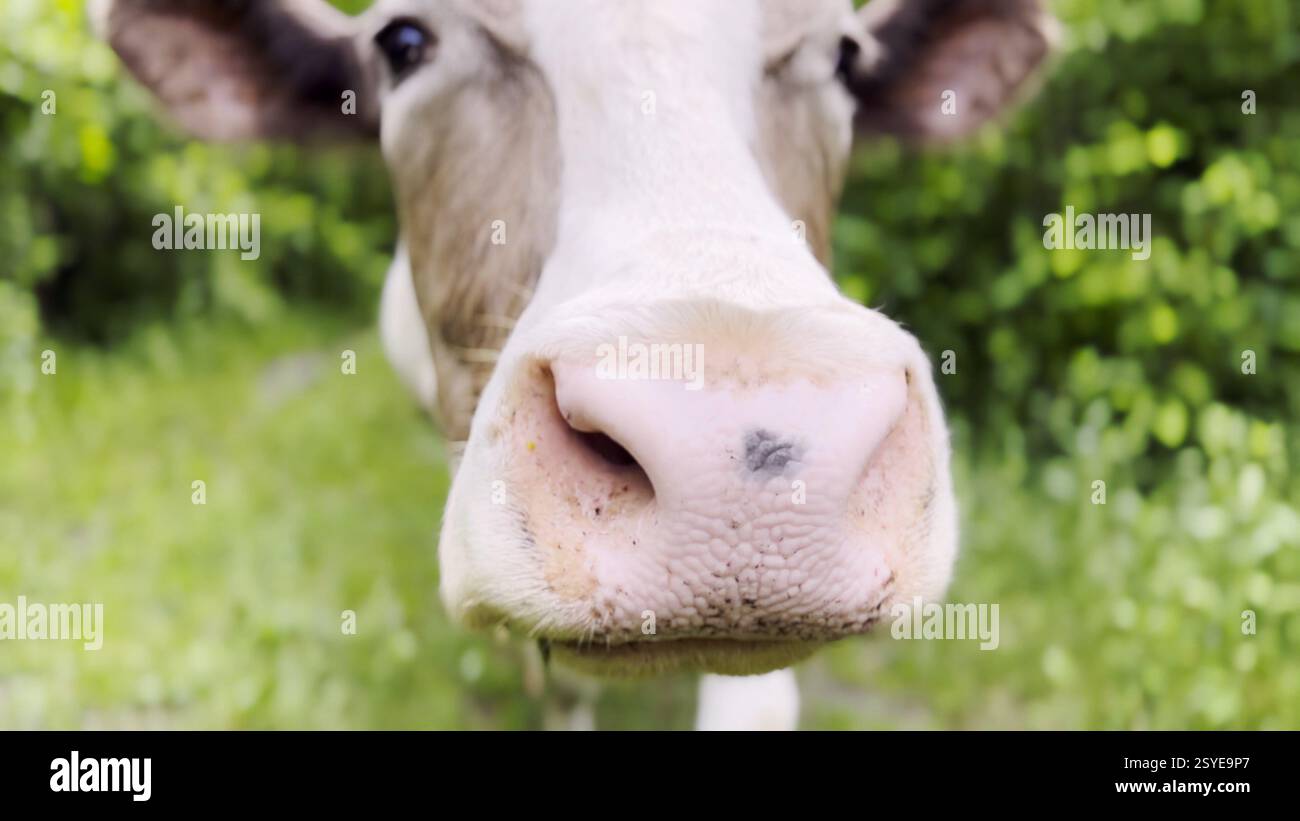 Curious cow looks into camera sniffing it with a big wet nose outdoor ...